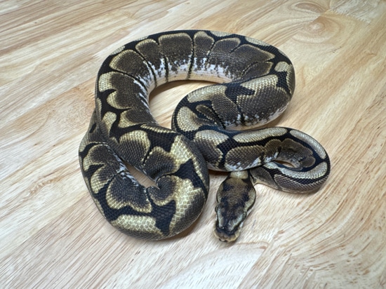 Spider Ball Python by Spicy Noodle Reptiles