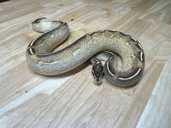Freeway Ball Python by Spicy Noodle Reptiles