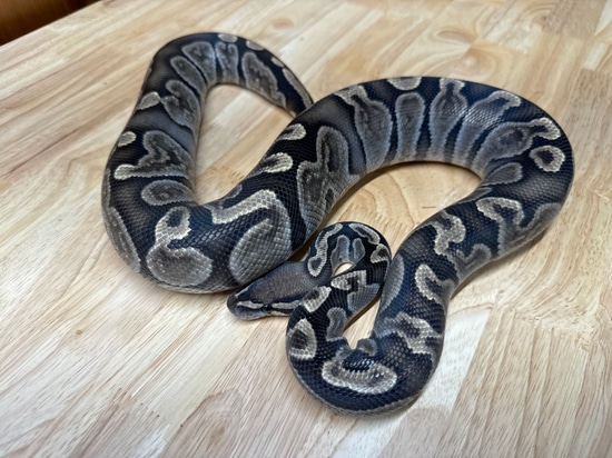 Ghi Ball Python by Spicy Noodle Reptiles