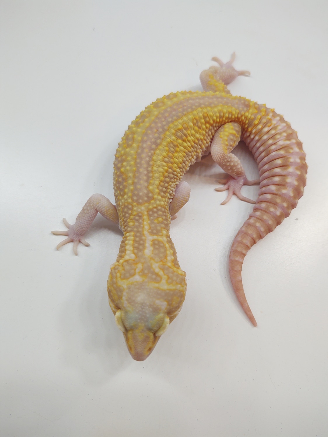 Reverse Stripe Mack Snow Raptor Leopard Gecko by Evolving Reptiles ...
