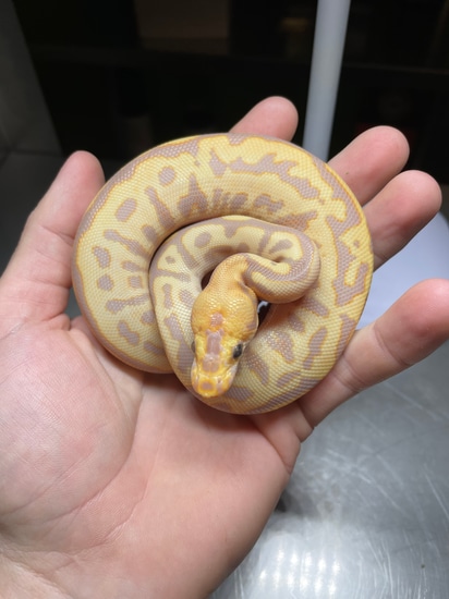 Banana Orange Dream Batman Ball Python by Magiikmorph