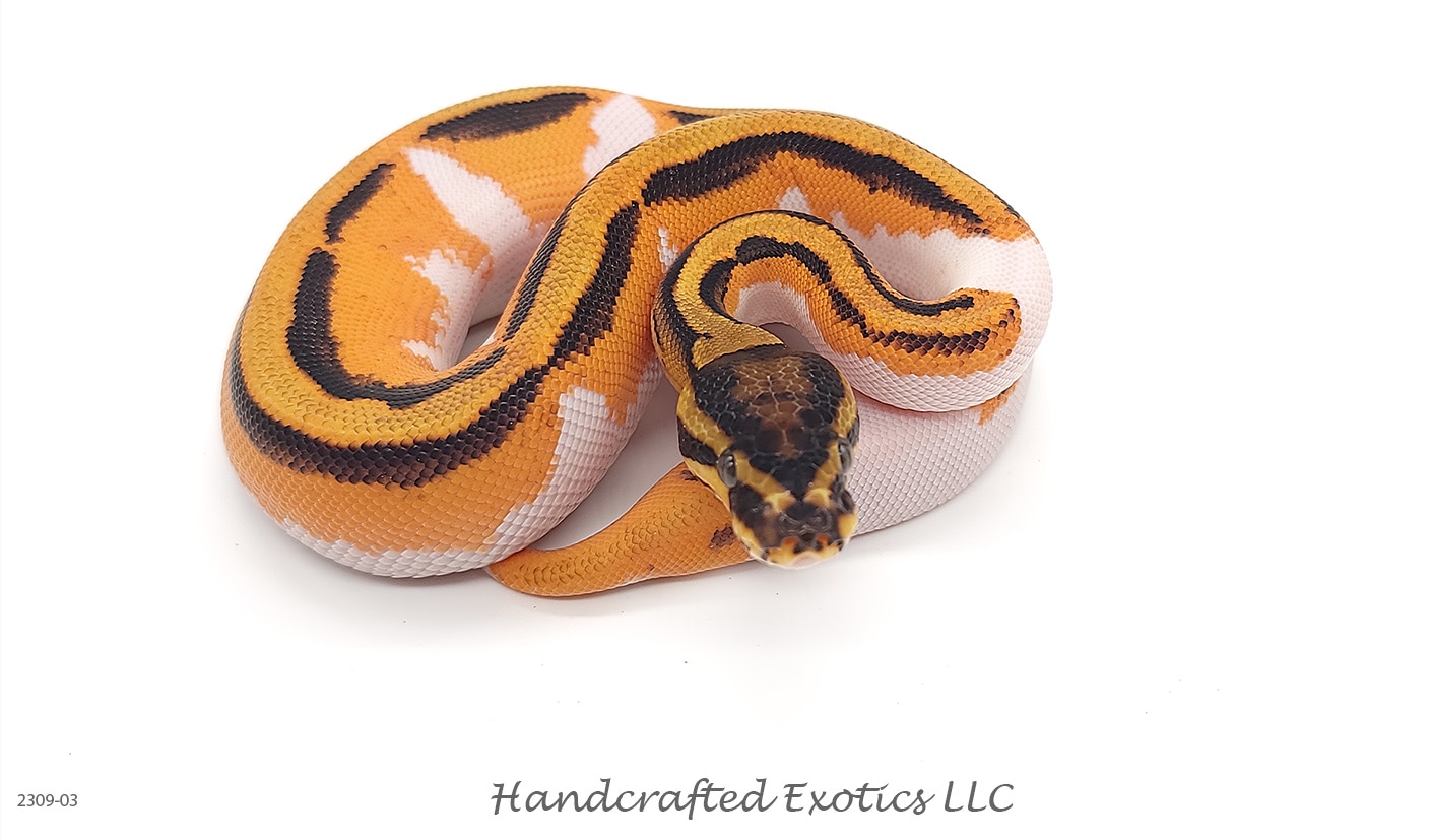 ♂ Super Orange Dream Yellowbelly Pied Het Desert Ghost (Poss GeneX ...
