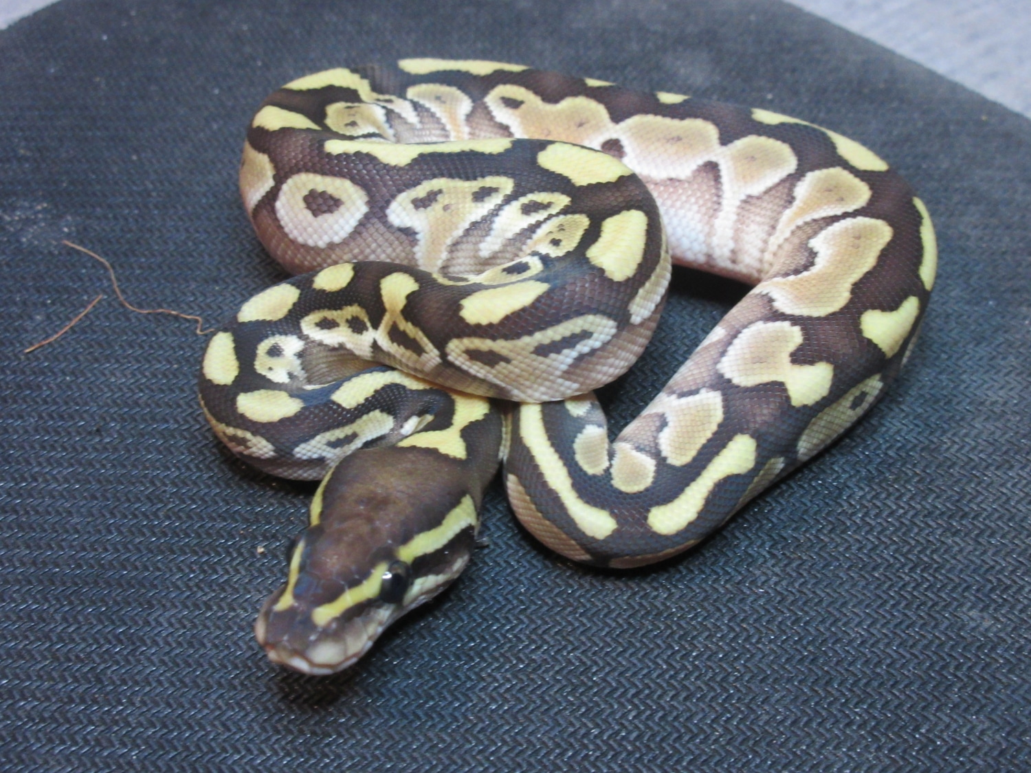 Lesser Ball Python by Little Worms Reptiles - MorphMarket