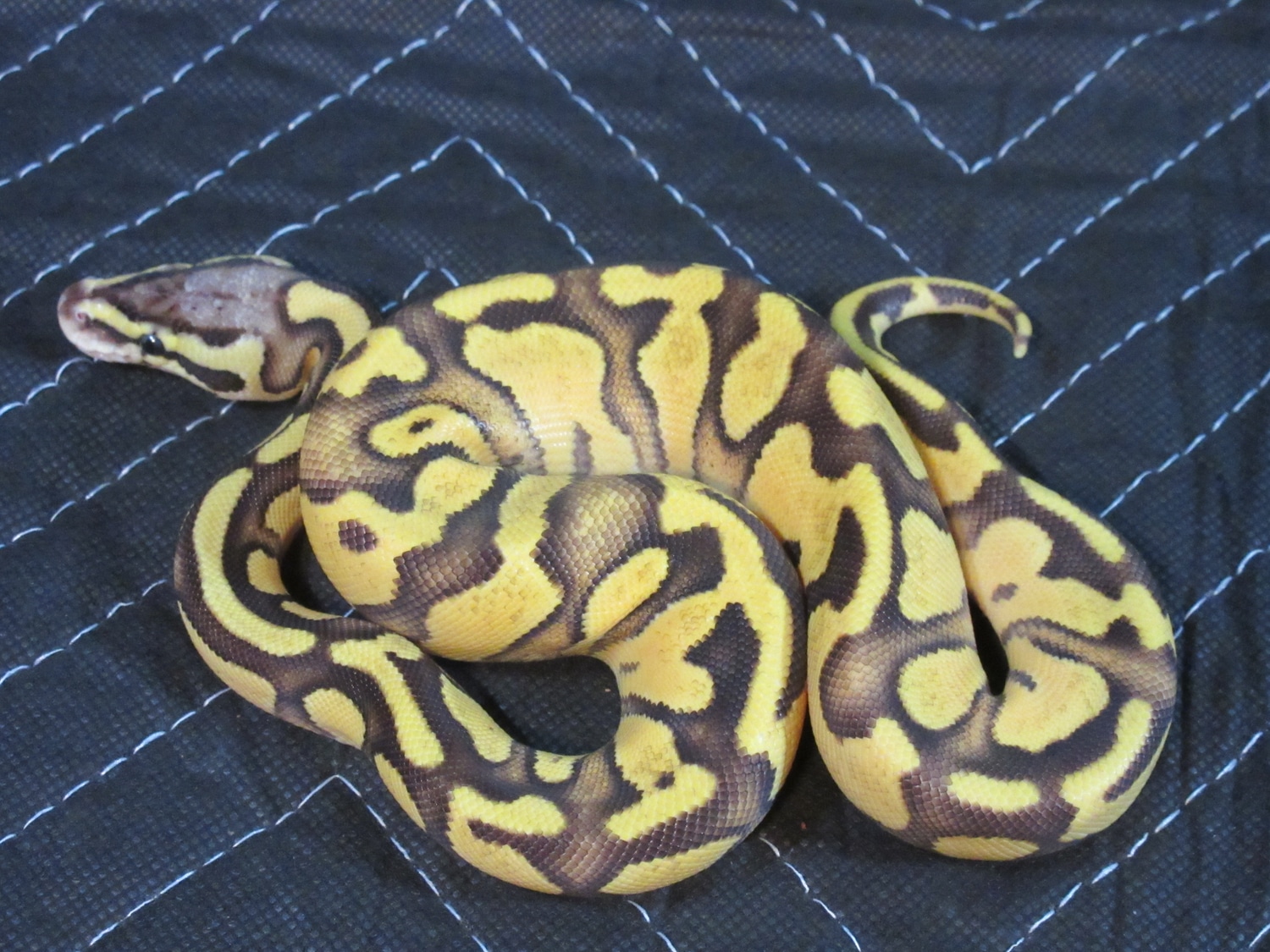 Firefly Enchi Ball Python by Little Worms Reptiles - MorphMarket