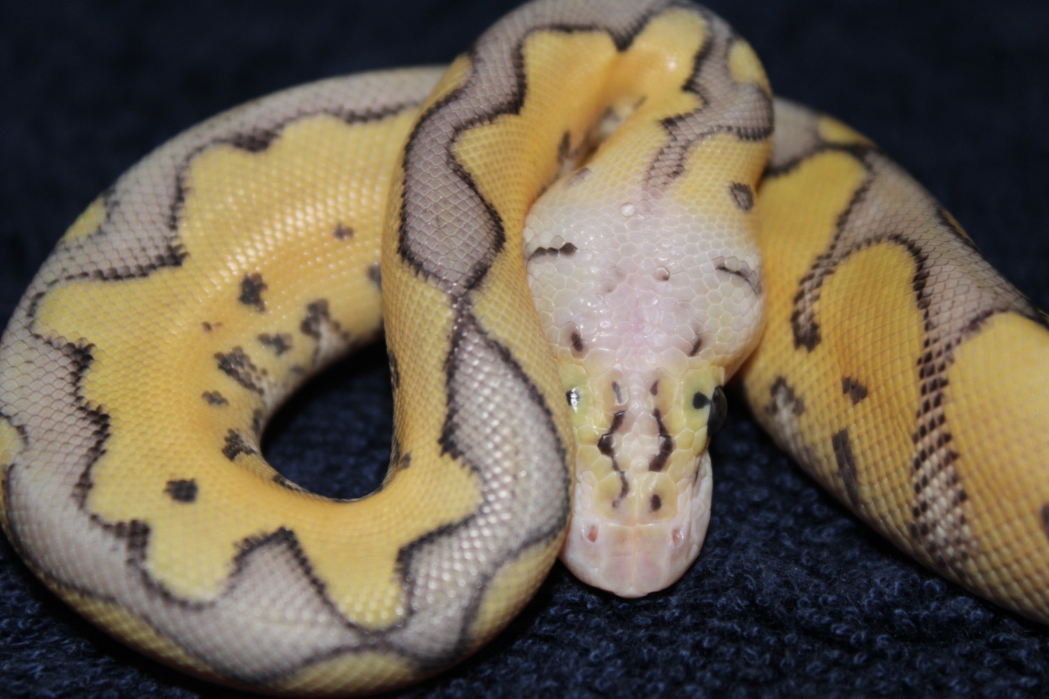 Killer Clown Ball Python by Little Worms Reptiles - MorphMarket