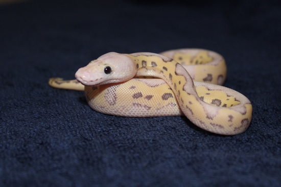 Superfly Clown Ball Python by Little Worms Reptiles