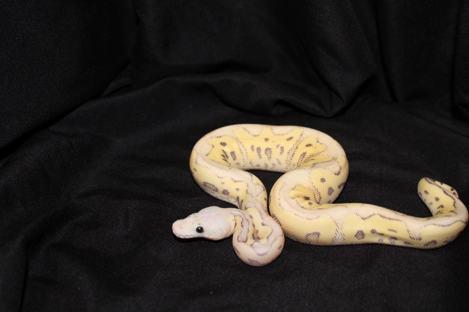 Superfly Clown Ball Python by Little Worms Reptiles - MorphMarket