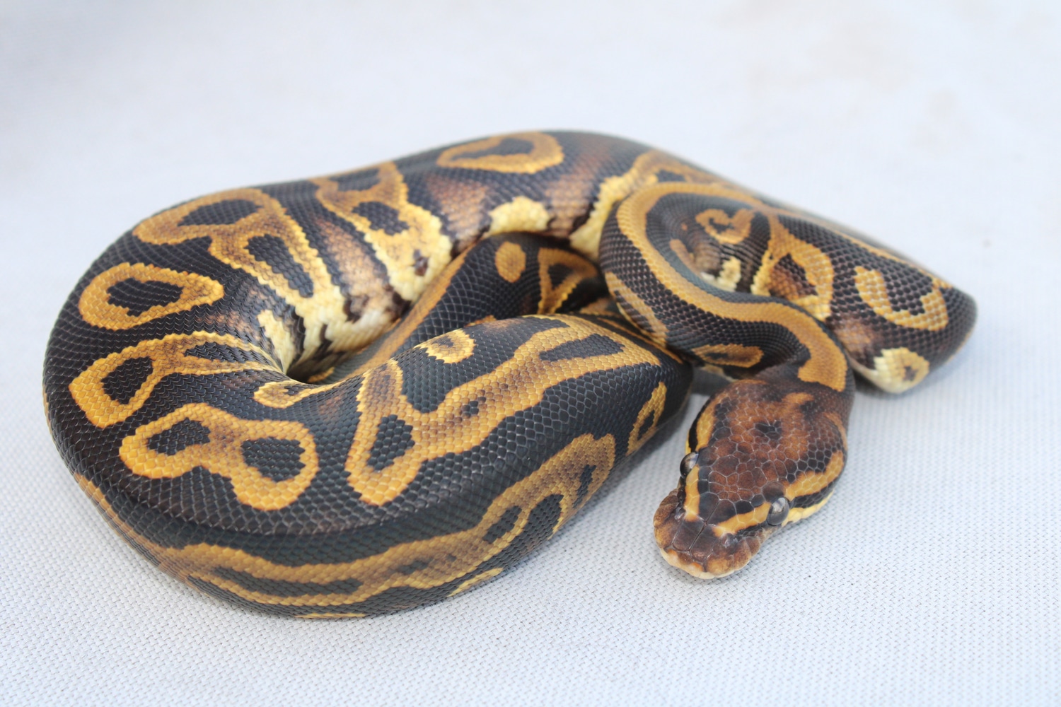 Leopard Het Clown 66% Het Hypo 50% Het Pied Ball Python by Little Worms ...