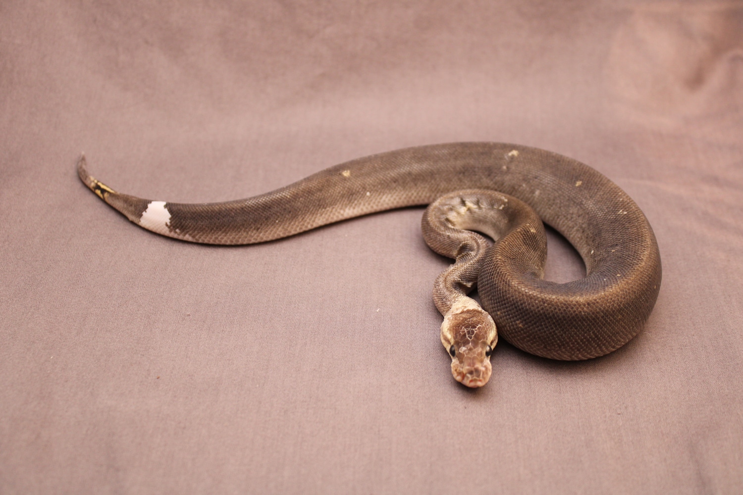 Super Pastel Black Pastel Cinnamon Ball Python by Little Worms Reptiles ...