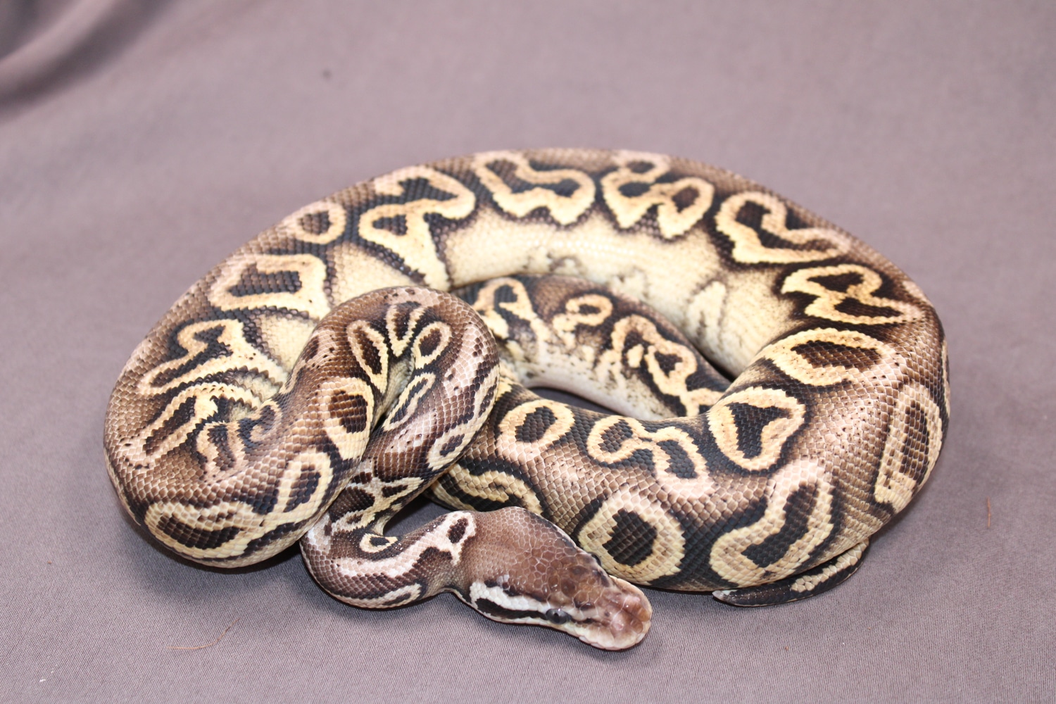 Black Pewter Het Clown Ball Python by Little Worms Reptiles - MorphMarket