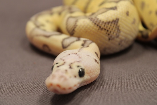 Superfly Clown Ball Python by Little Worms Reptiles