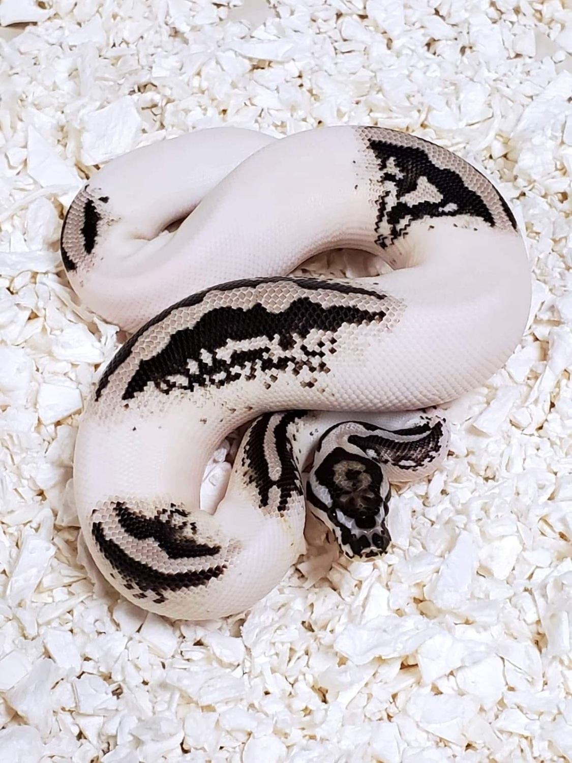 Yellowbelly Axanthic Pied 50% Het Clown Ball Python by Exiled Reptiles - MorphMarket