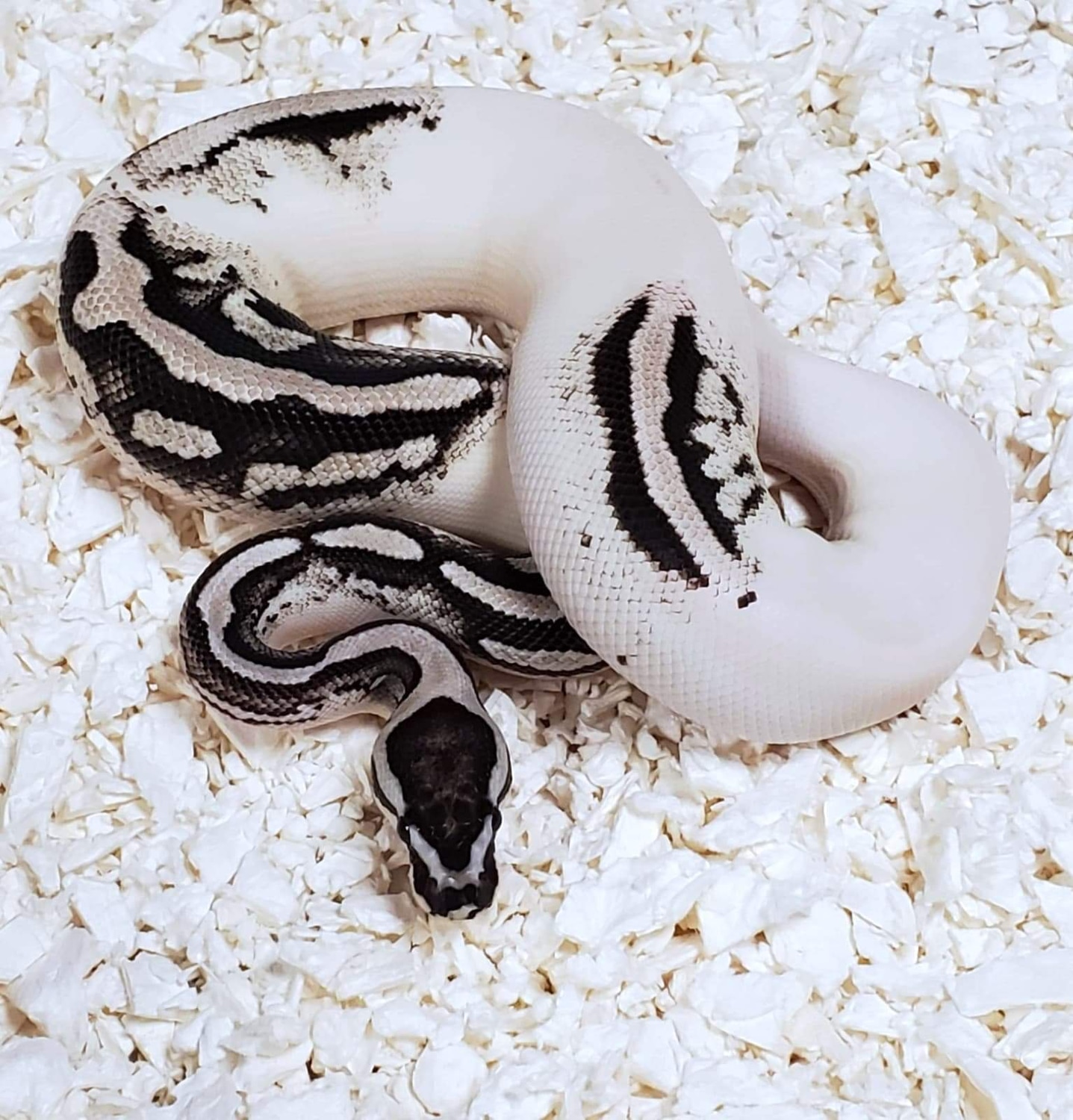 Pastel Yellowbelly Axanthic Pied 50% Het Clown Ball Python by Exiled ...