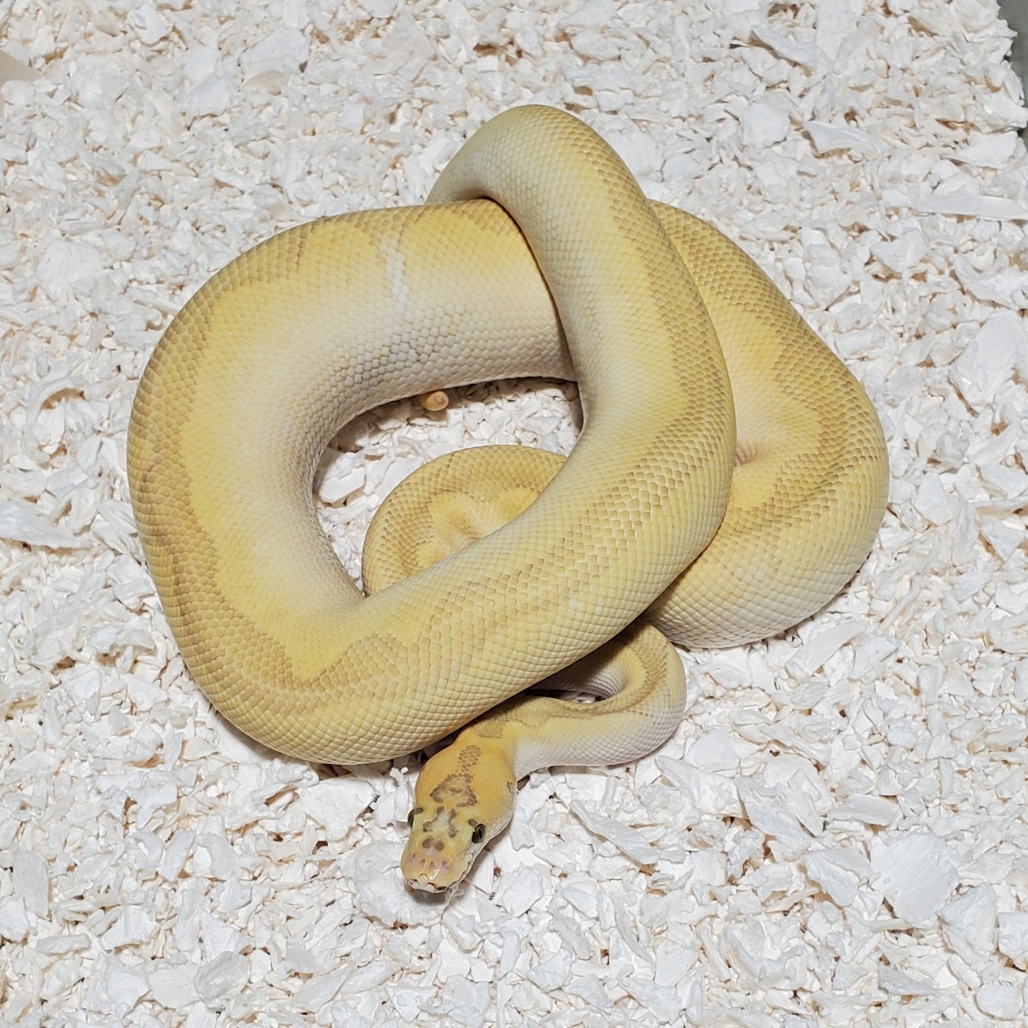 Pastel Enchi Lesser Hypo Clown Ball Python by Exiled Reptiles - MorphMarket