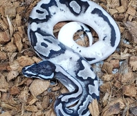 Banana Axanthic Pied Ball Python by Exiled Reptiles - MorphMarket