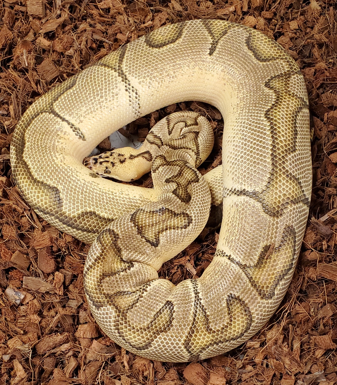 Pastel Enchi Clown Pos Yellowbelly Ball Python by Exiled Reptiles ...