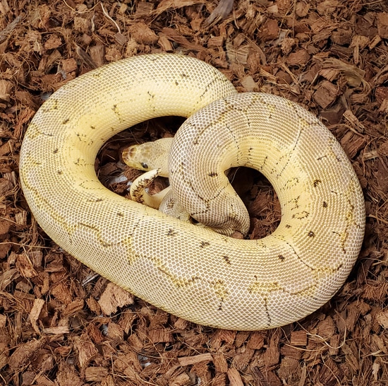 Lemonblast Yellowbelly Clown Ball Python by Exiled Reptiles