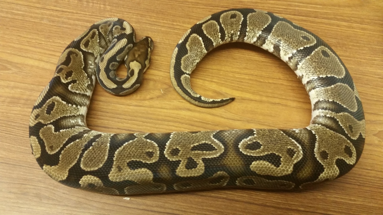Goblin Ball Python by Jessie Olivarez Reptiles - MorphMarket