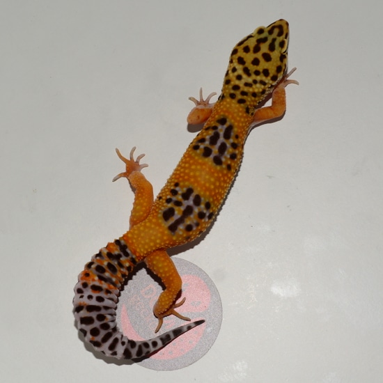 Pure Copper X (Black Night X Pure Copper) Cross Het Tremper Leopard ...