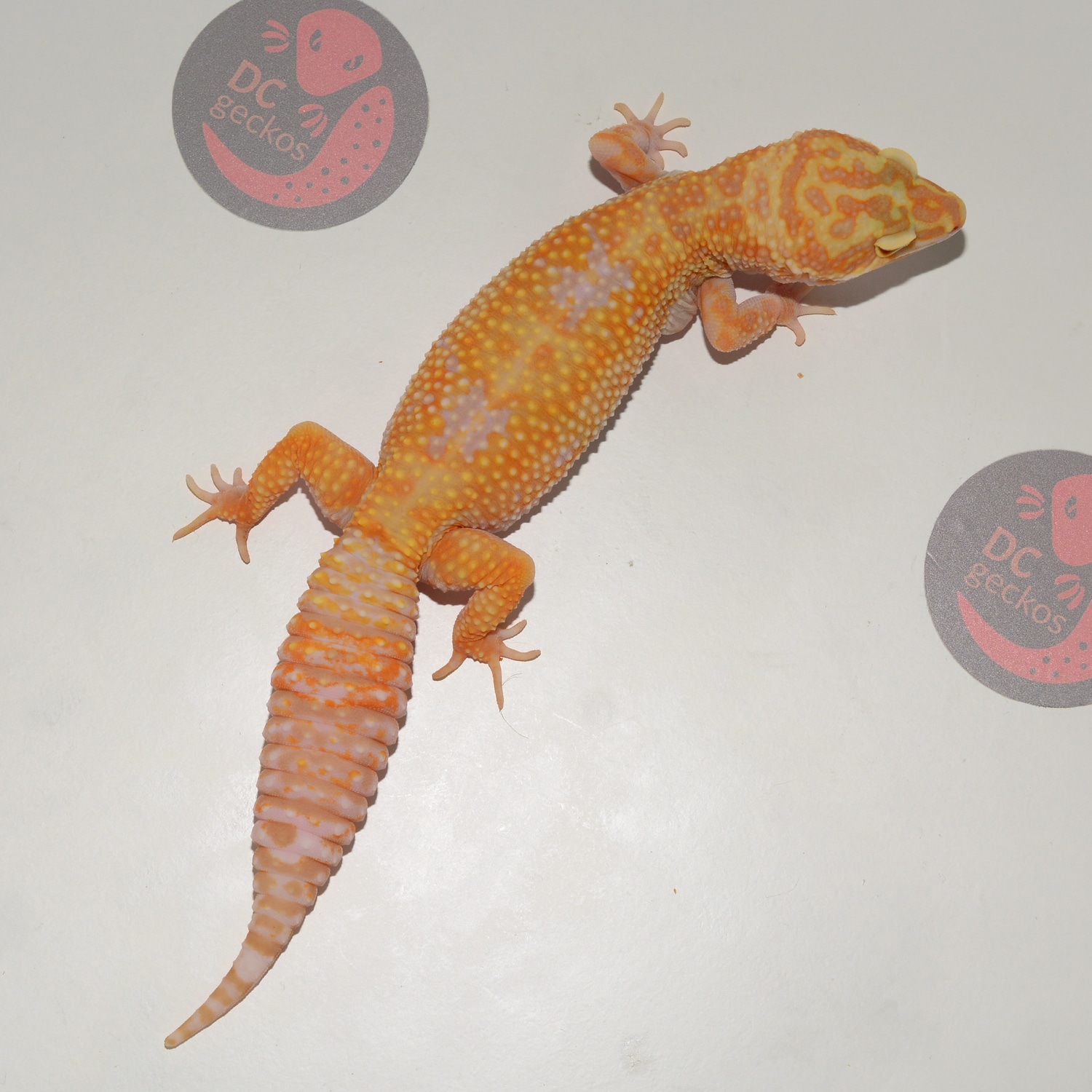 Colossal Copper Tremper Het Eclipse Leopard Gecko by DC Geckos ...