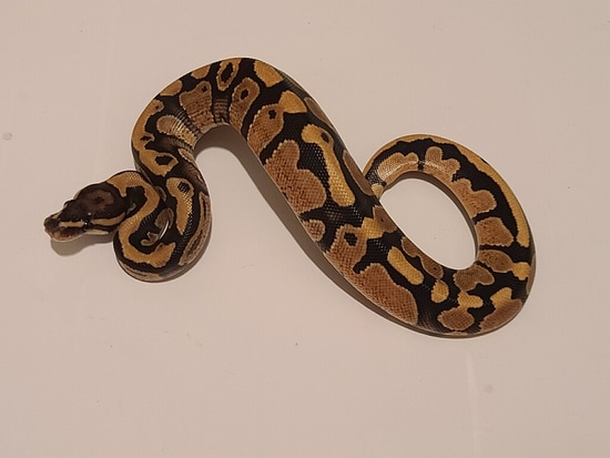Sulfur Dh Tri-stripe/VPI Axanthic Ball Python by DCat Inc