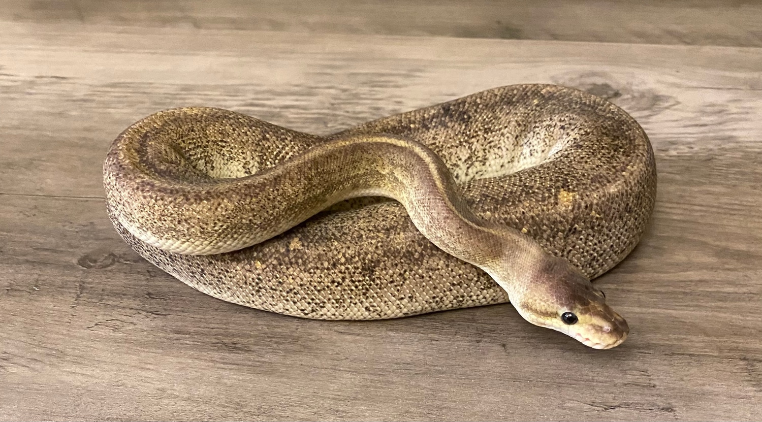 Pewter Champagne Ball Python by MK Ultra Morphs - MorphMarket