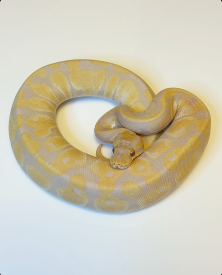 Lavender Albino Ball Python by MK Ultra Morphs