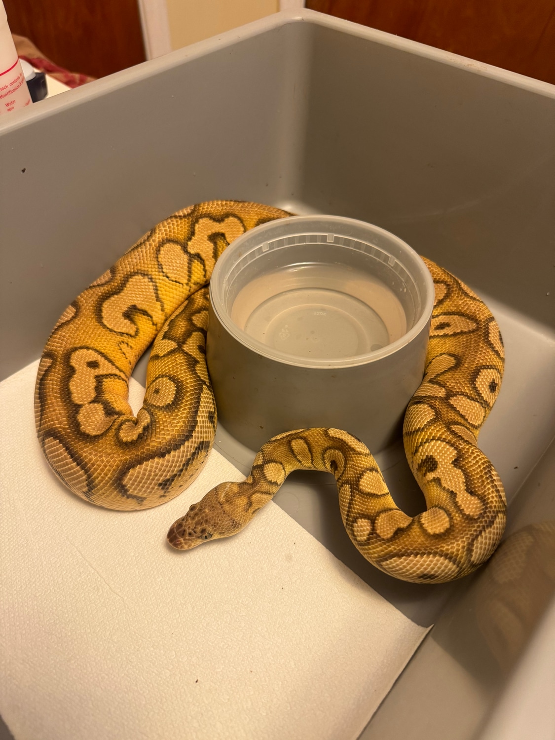 MK Ultra Morphs's Collection - MorphMarket