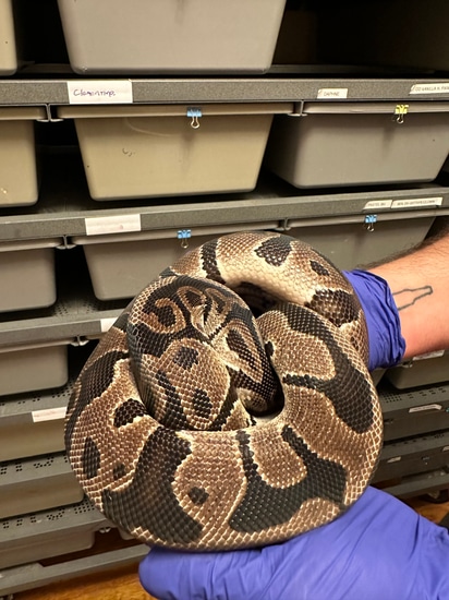 Leopard TSK Axanthic Ball Python by MK Ultra Morphs