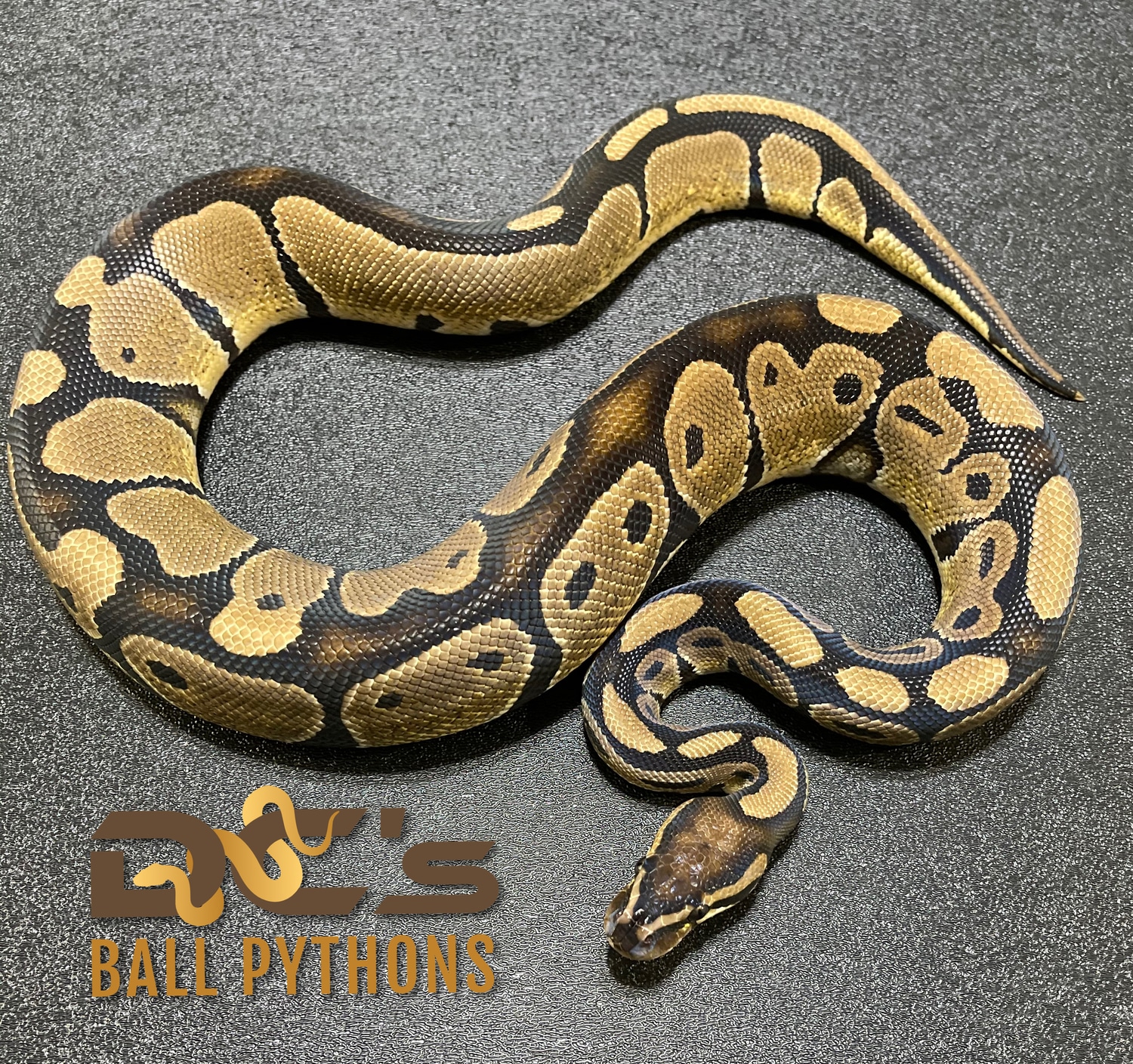 Orange Belly Ball Python by DC's Ball Pythons - MorphMarket