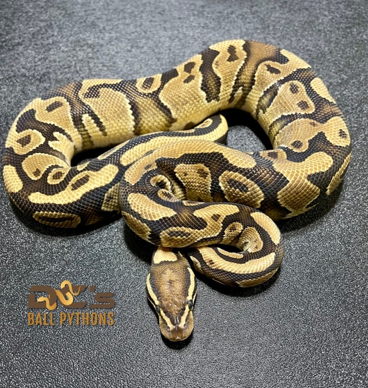 Fire Yellow Belly Ball Python by DC's Ball Pythons