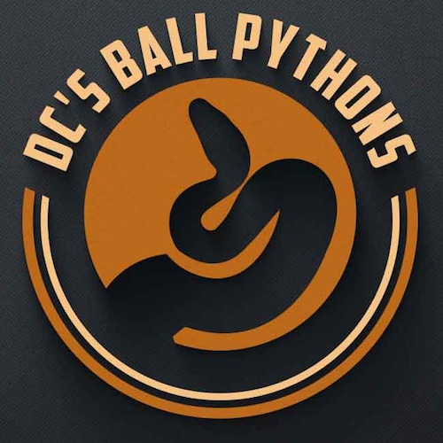 DC's Ball Pythons's Collection - MorphMarket