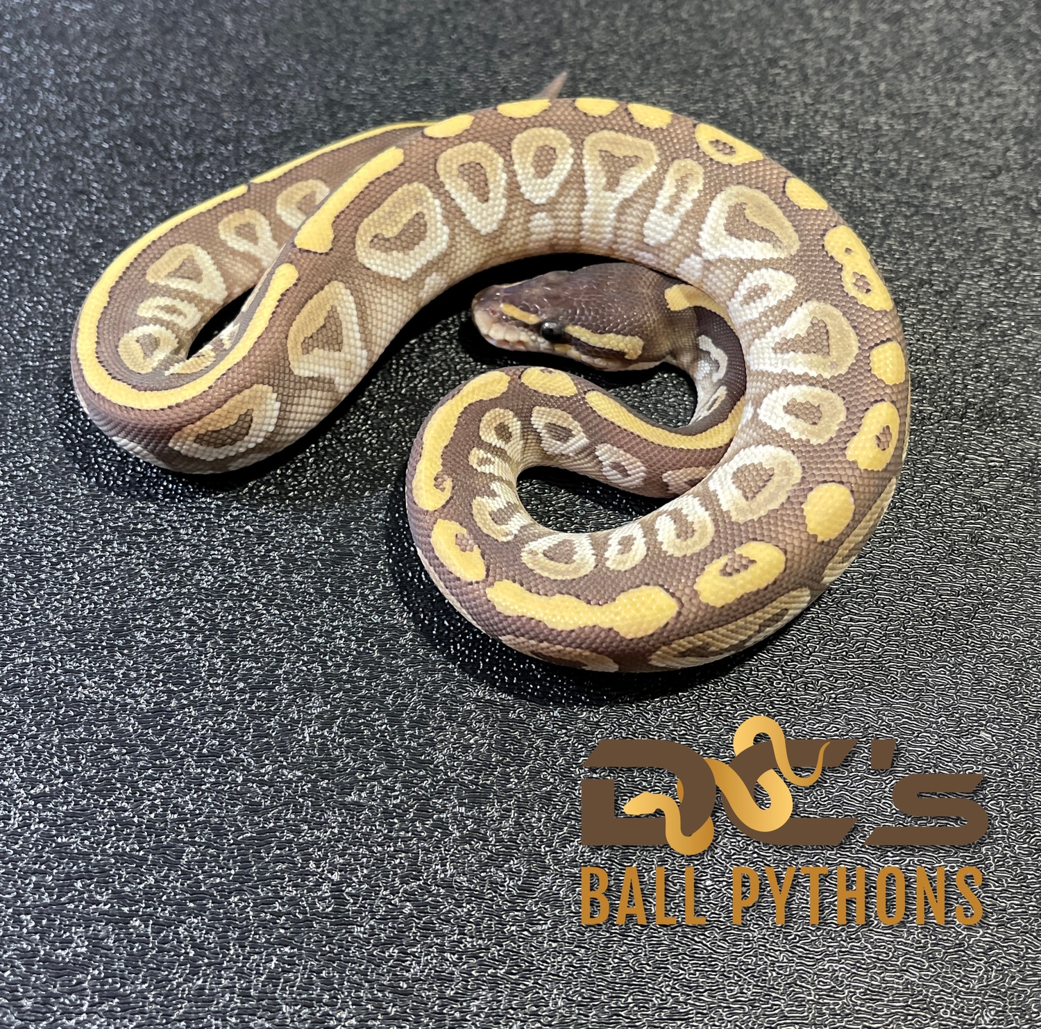 Mystic Crystal (NoCo Line) Ball Python by DC's Ball Pythons - MorphMarket