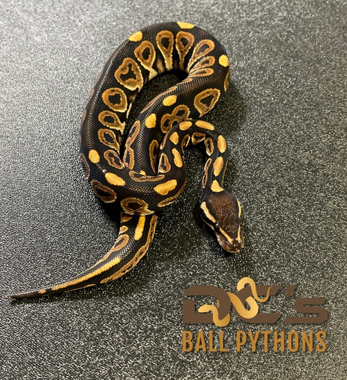 Black Pastel (Barnhart Line) Ball Python by DC's Ball Pythons