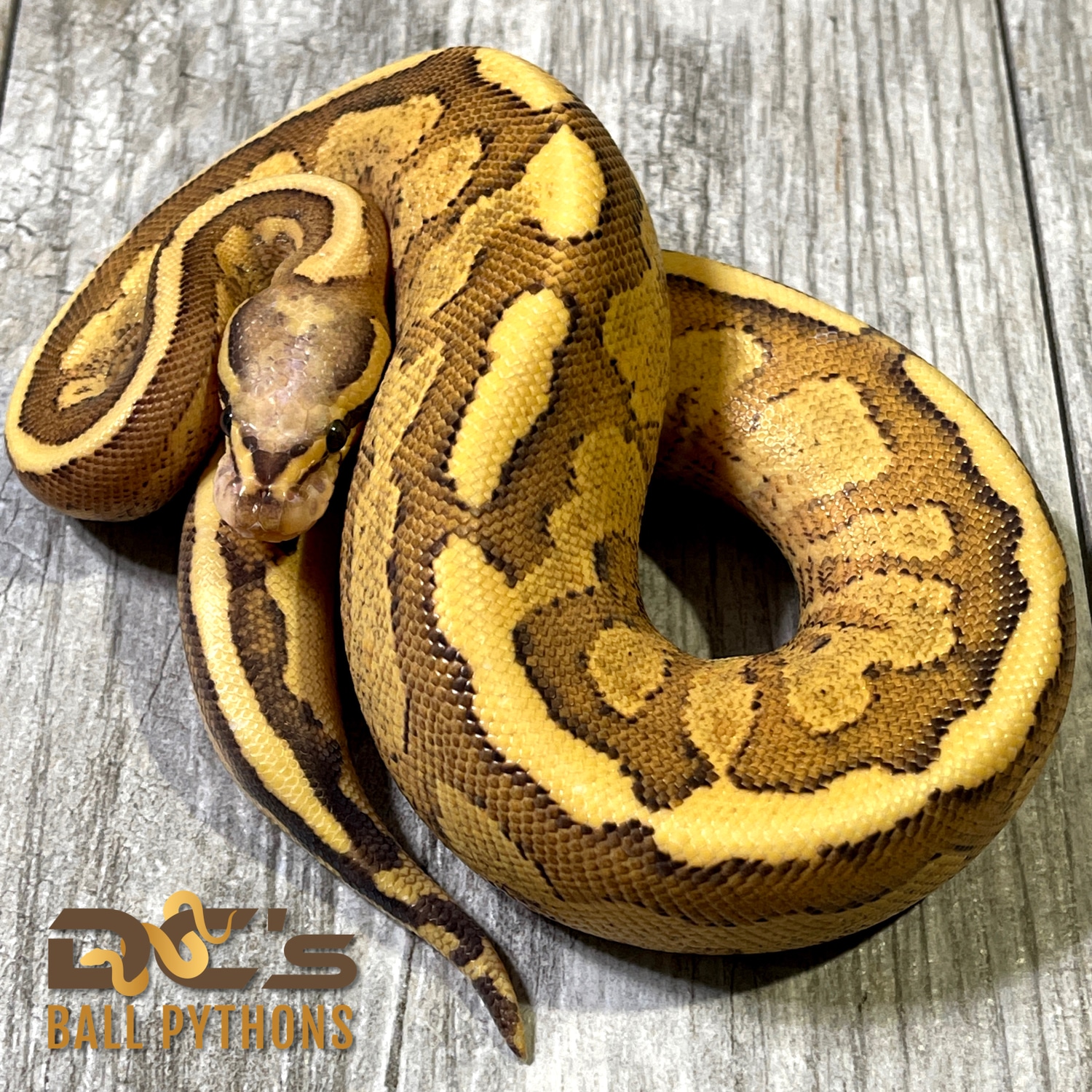 Vanilla Cream Yellow Belly Ball Python by DC's Ball Pythons - MorphMarket