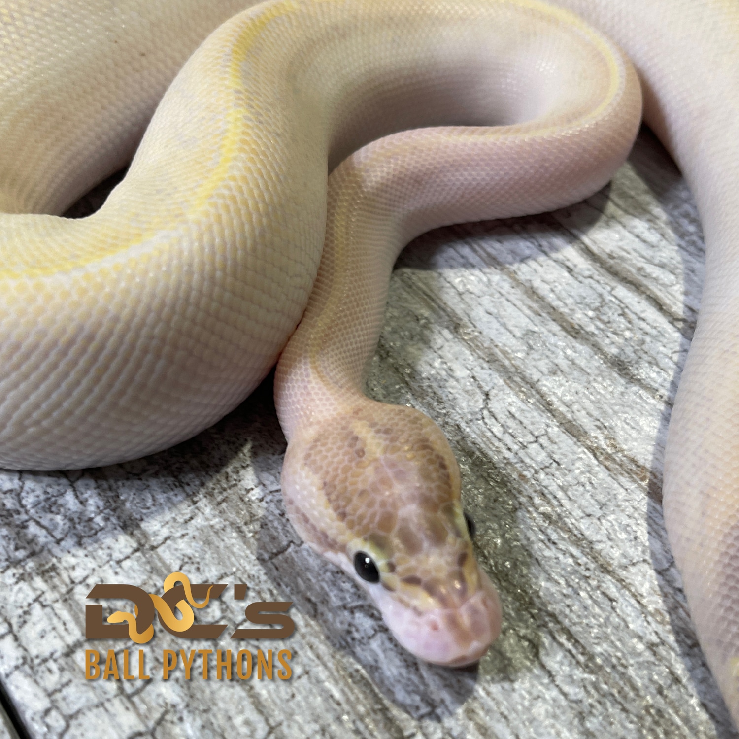 Ivory - Super Yellow Belly 50% Het Clown Pos Het Piebald Ball Python by ...