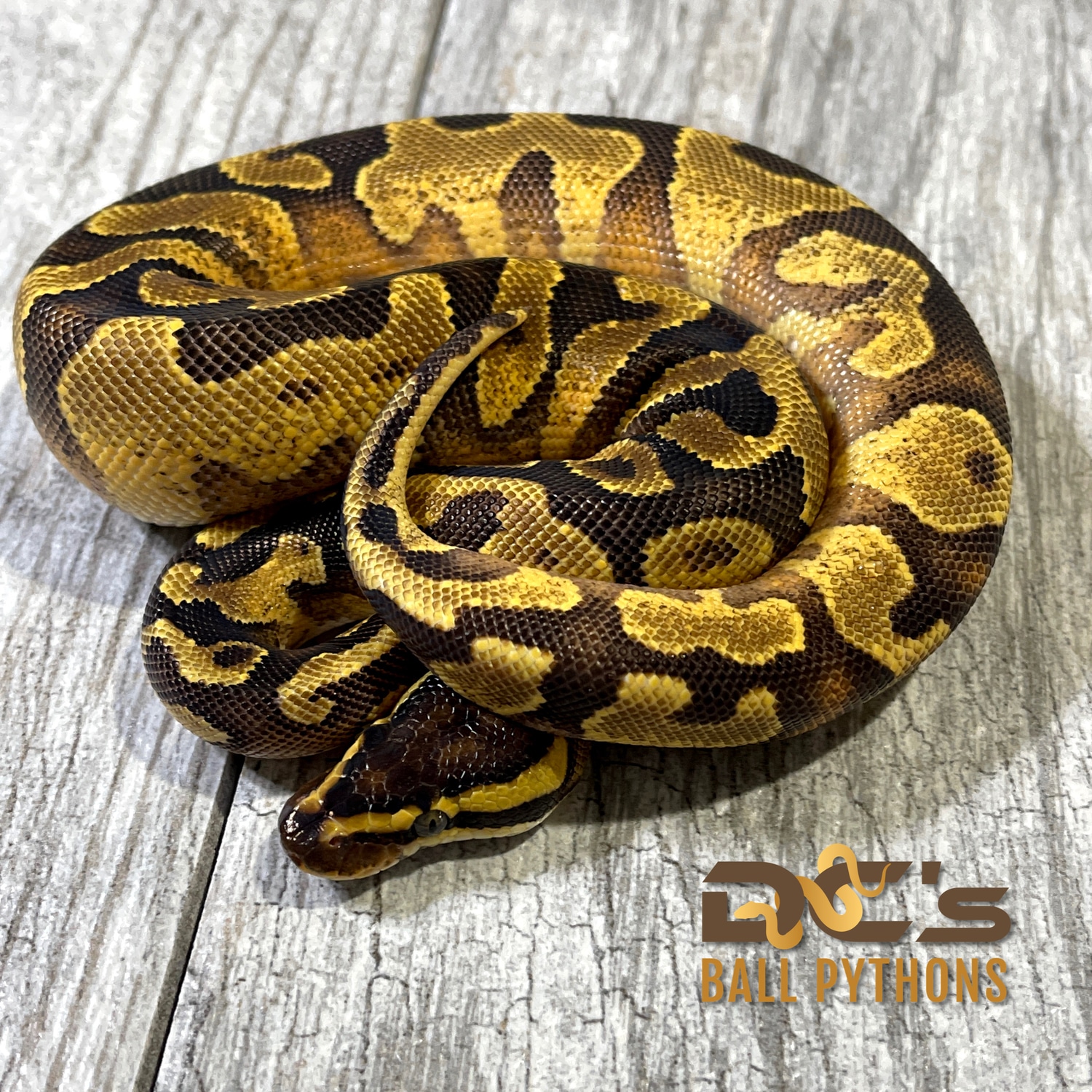 Enchi Yellow Belly Ball Python by DC's Ball Pythons - MorphMarket