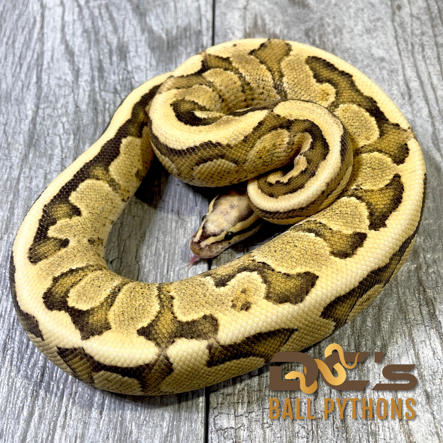 Vanilla Cream Ball Python by DC's Ball Pythons - MorphMarket
