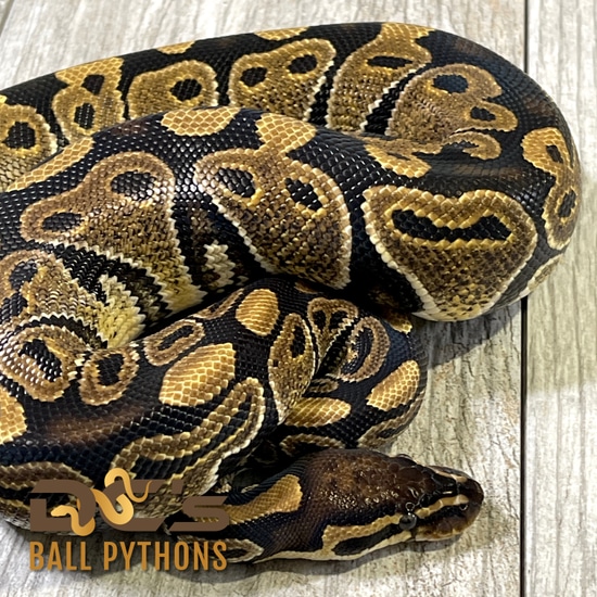Normal 66% Het Axanthic (VPI) Ball Python by DC's Ball Pythons