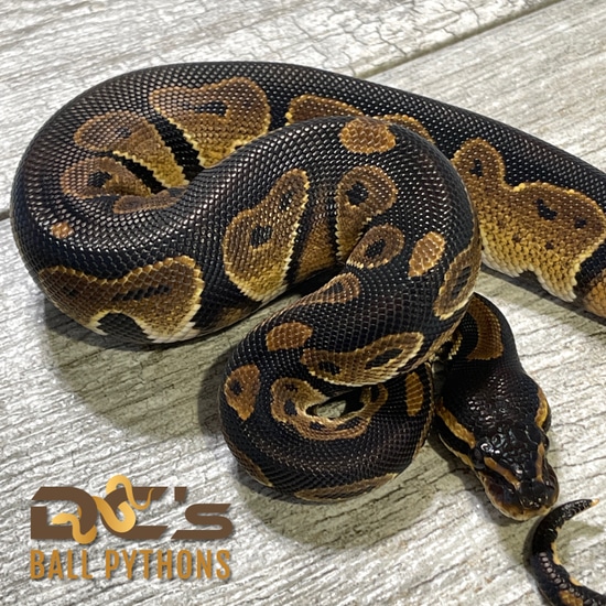 Black Head Ball Python by DC's Ball Pythons