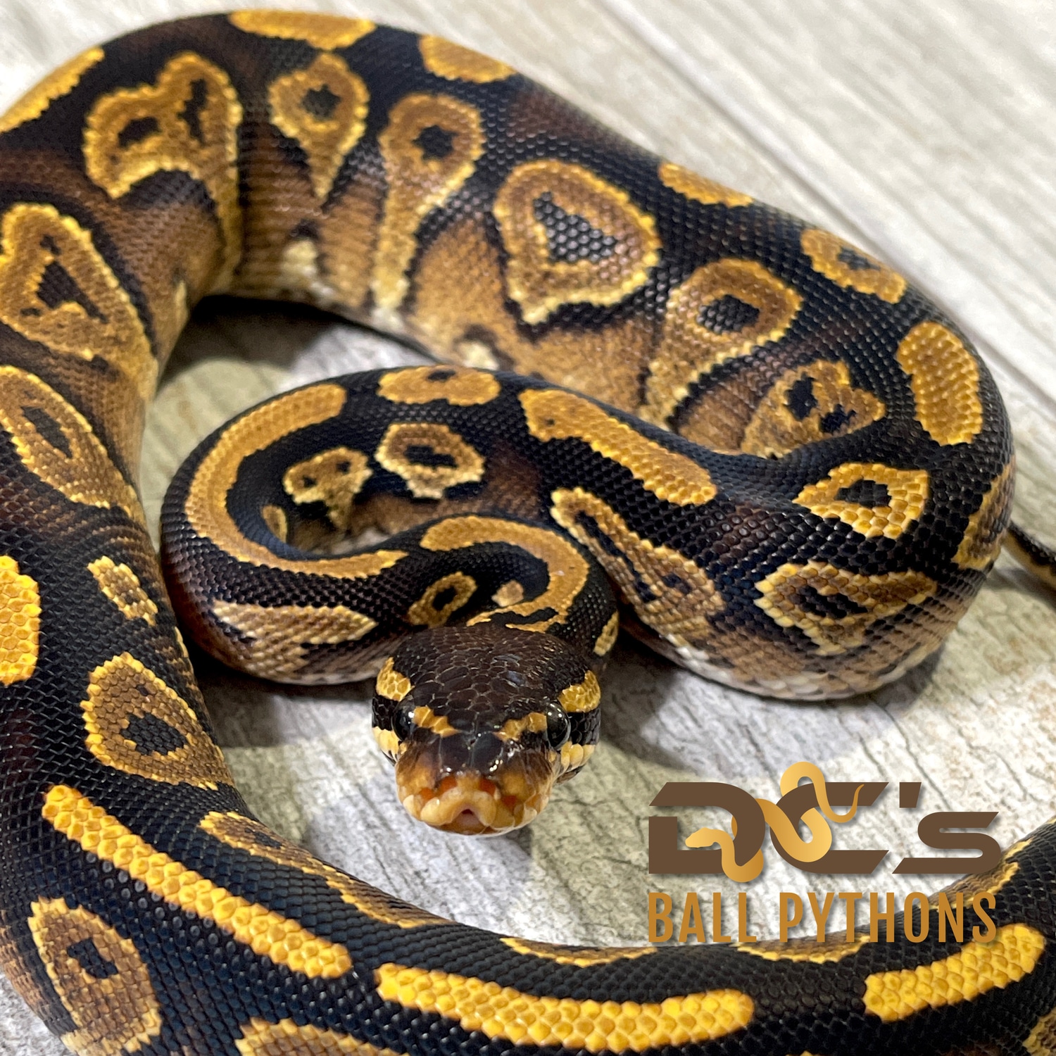 Black Head Yellow Belly Ball Python by DC's Ball Pythons - MorphMarket