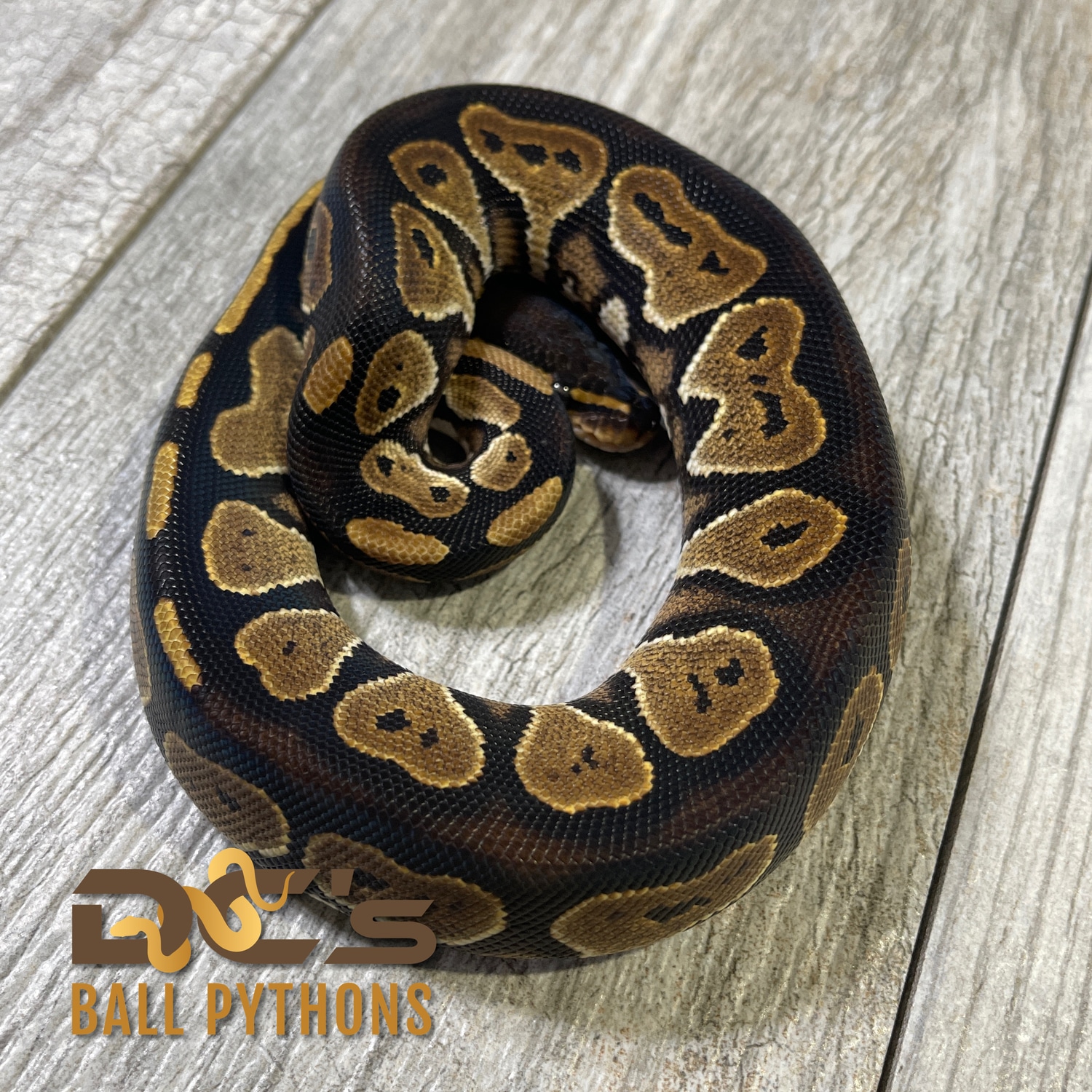 Black Head Ball Python by DC's Ball Pythons - MorphMarket