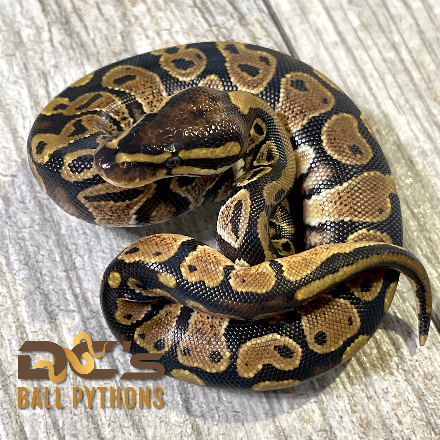 Specter Ball Python by DC's Ball Pythons - MorphMarket