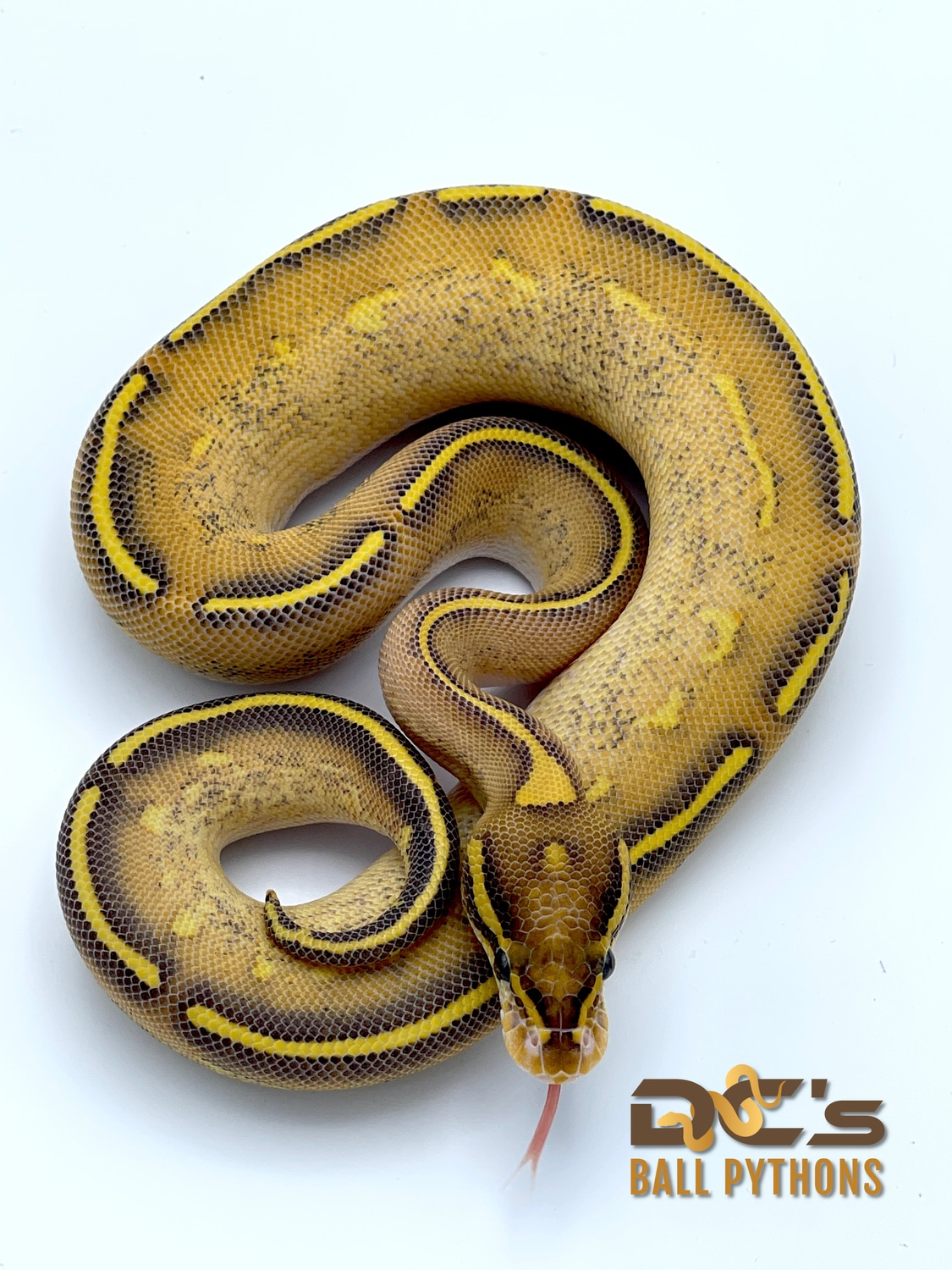 Highway Ball Python by DC's Ball Pythons - MorphMarket