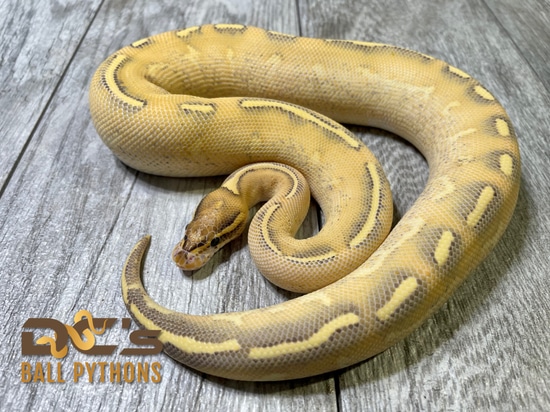 Highway Ball Python by DC's Ball Pythons