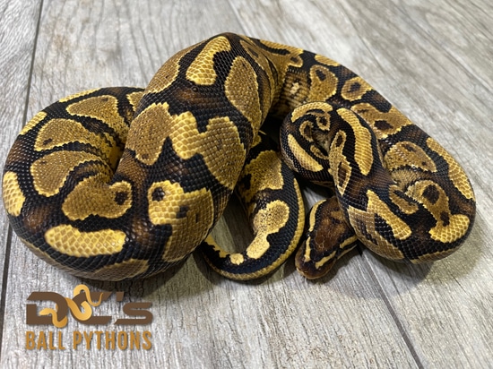 Disco Yellow Belly Ball Python by DC's Ball Pythons