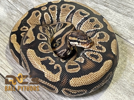 Specter Ball Python by DC's Ball Pythons