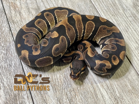 Chocolate 50% Het Desert Ghost Ball Python by DC's Ball Pythons