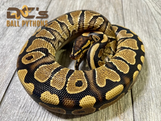 Gravel Ball Python by DC's Ball Pythons