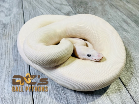 BEL - Lesser Mojave - Breeder Age Ball Python by DC's Ball Pythons